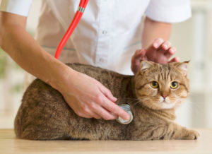 10 maladies des chats les plus courantes - Race de Chat