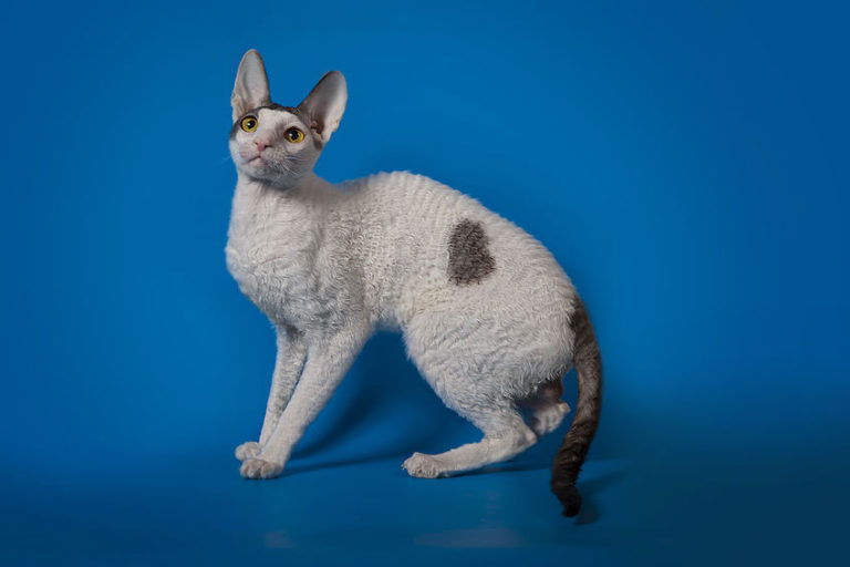 Cornish Rex – Origine, caractère, santé et conseils - Race de Chat