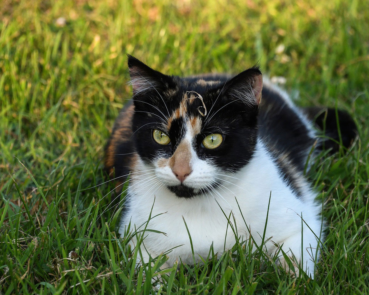 Chat isabelle : Quelles sont ses particularités - Race de Chat