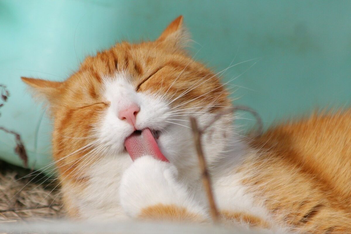 Races de chat roux et blanc - Race de Chat