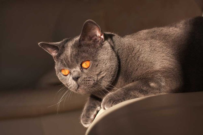 Les races de chats qui sont les plus posées et tranquilles - Race de Chat