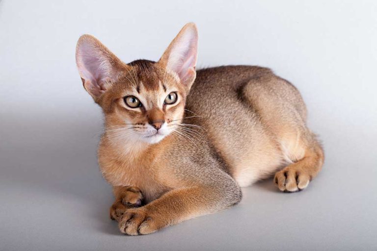 A quelle vitesse un chat peut-il courir le plus vite ? - Race de Chat