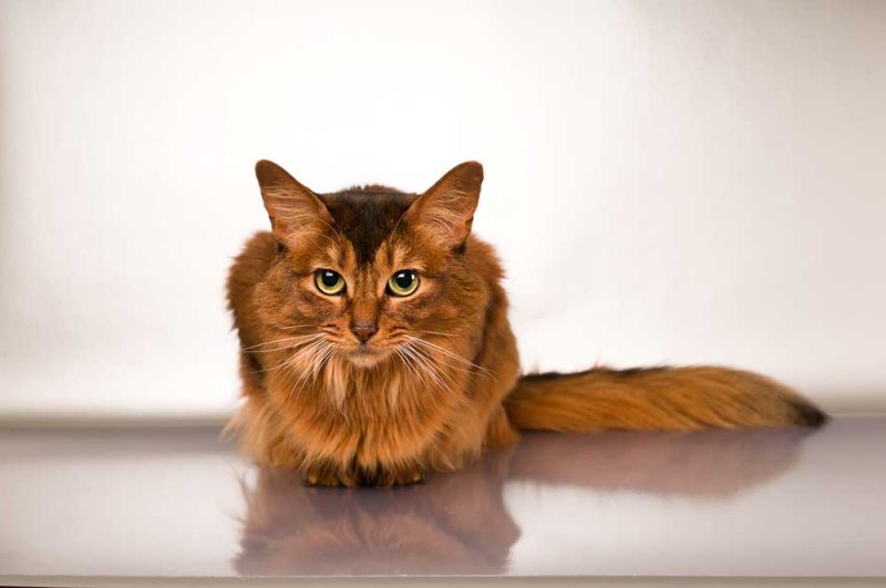 Les 8 races de chat qui ont un lien très fort avec leur maître - Race ...