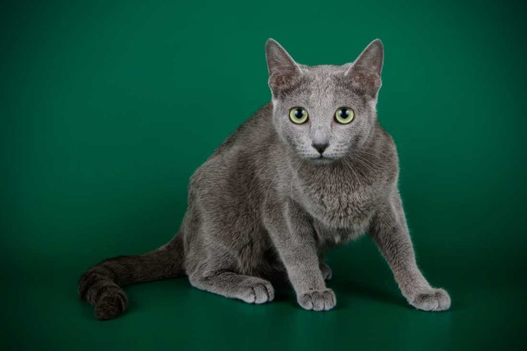 Bleu Russe – Origine, caractère, santé et conseils - Race de Chat