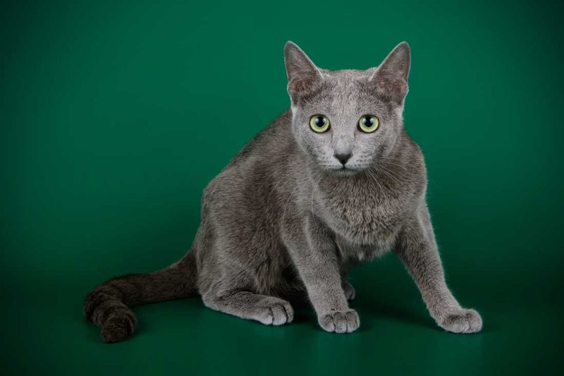 Bleu Russe – Origine, caractère, santé et conseils - Race de Chat