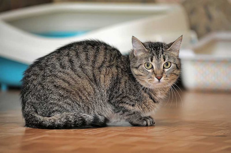 Découvrez les races de chat que l’on voit partout - Race de Chat