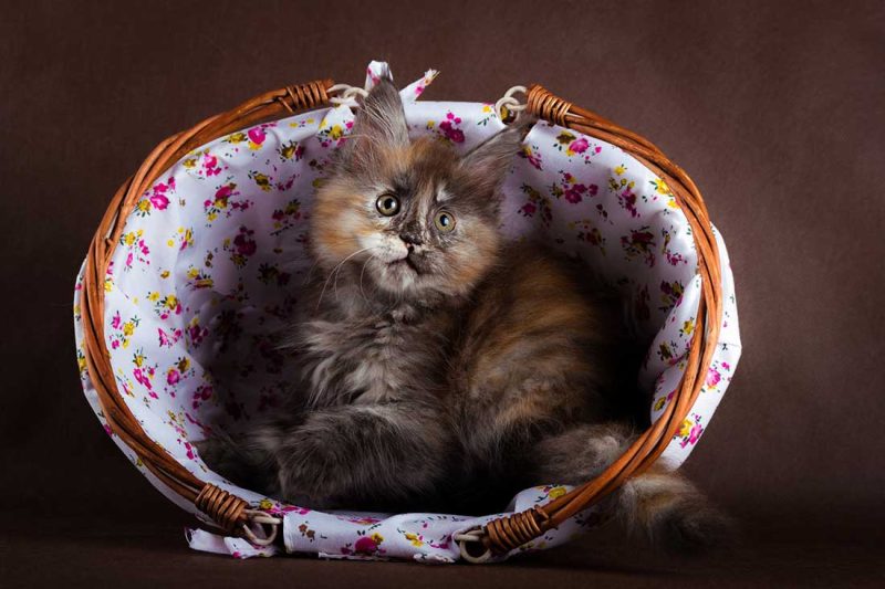 Les 8 races de chat qui ont un lien très fort avec leur maître - Race ...