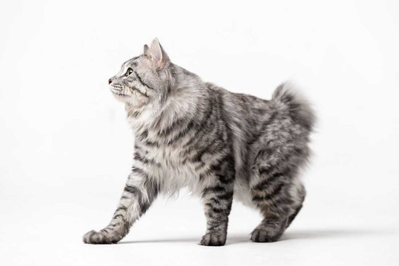 American Bobtail – Origine, caractère, santé et conseils - Race de Chat