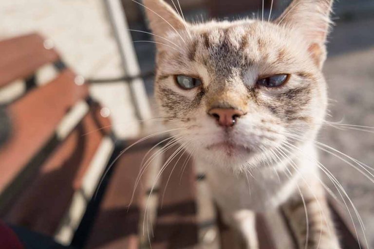 Comment faire pour reconnaître un chat qui est agressif et en colère ...