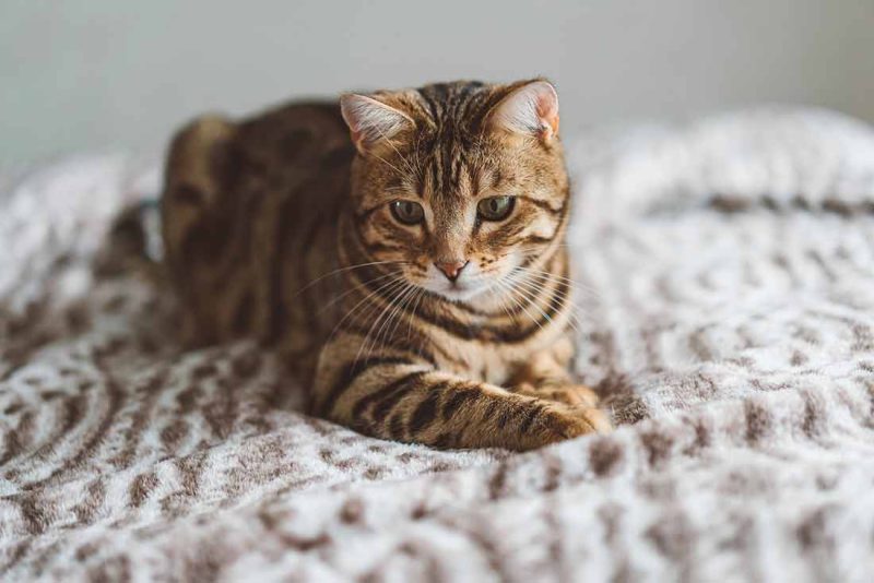 Les 3 signes qui montrent que votre chat est en pleine forme - Race de Chat
