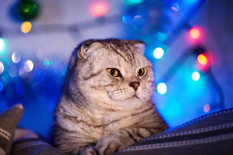 Pourquoi votre chat pleure la nuit et comment y remédier ? - Race de Chat