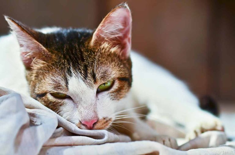 Les astuces les plus efficaces pour éviter les parasites chez votre ...