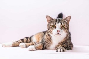 Comment calculer l’âge de votre chat en âge humain ? - Race de Chat