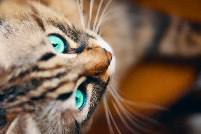 3 faits étonnants à connaître absolument sur les yeux de votre chat ...