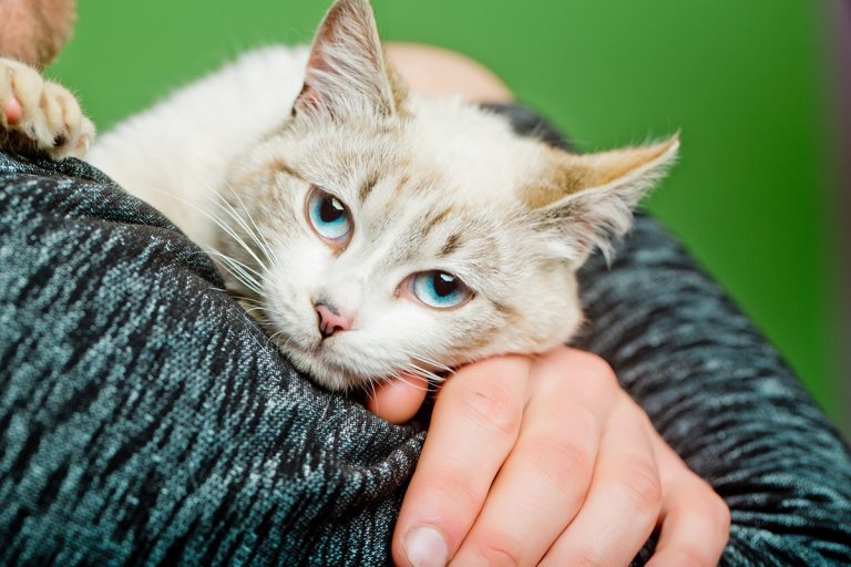 3 langages corporels de votre chat à connaître absolument pour mieux le ...