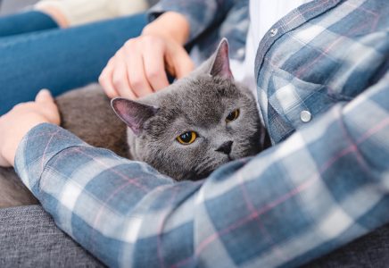 Anatomie du chat - RacedeChat.com