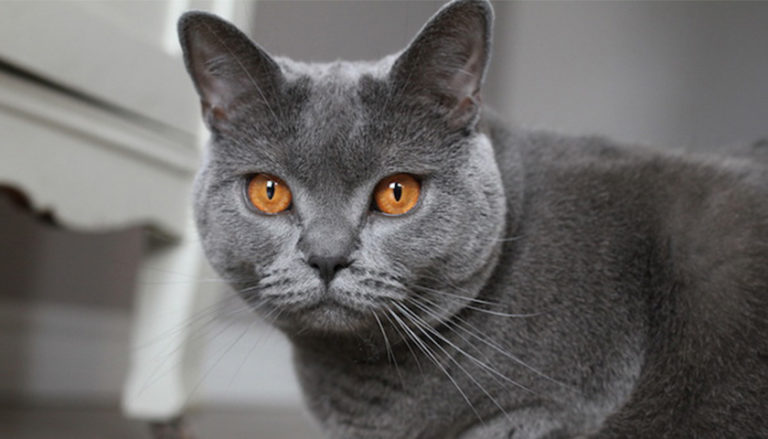 Chartreux - Origine, caractère, santé et conseils - RacedeChat.com