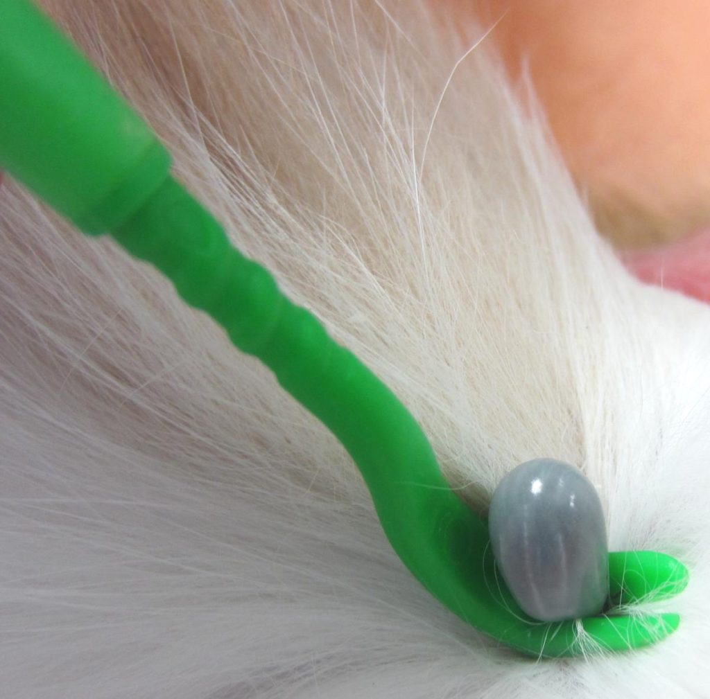 Tique chez le chat : Comment les repérer et les enlever - RacedeChat.com