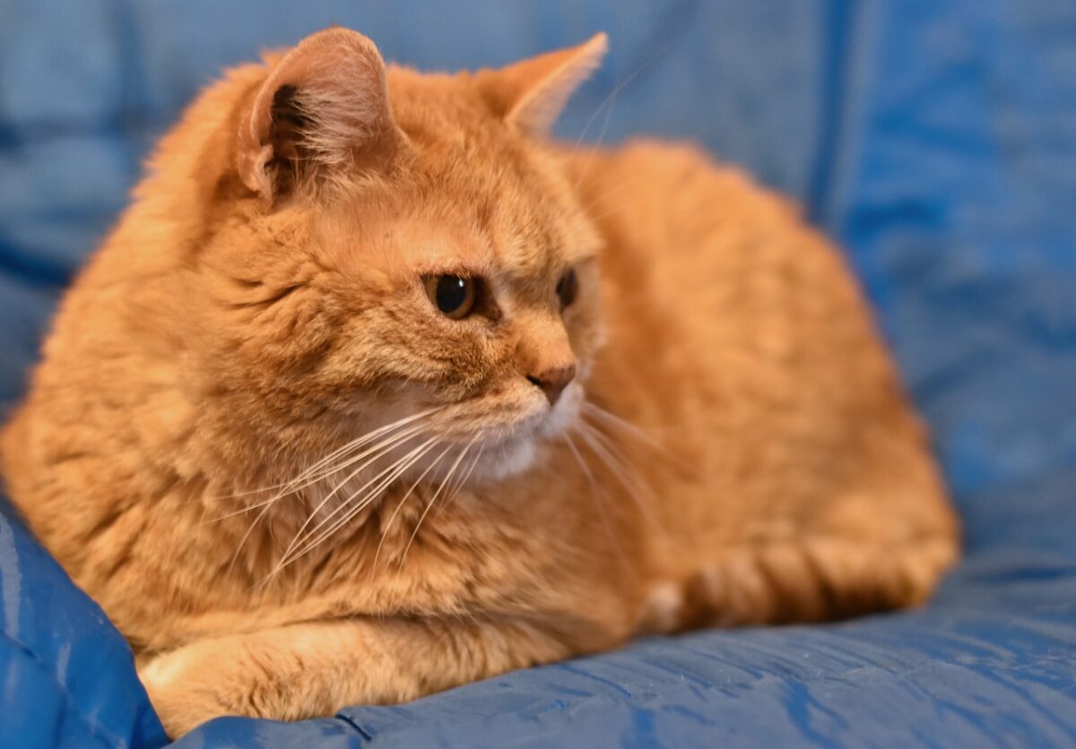 Chat roux : Races et particularités - RacedeChat.com