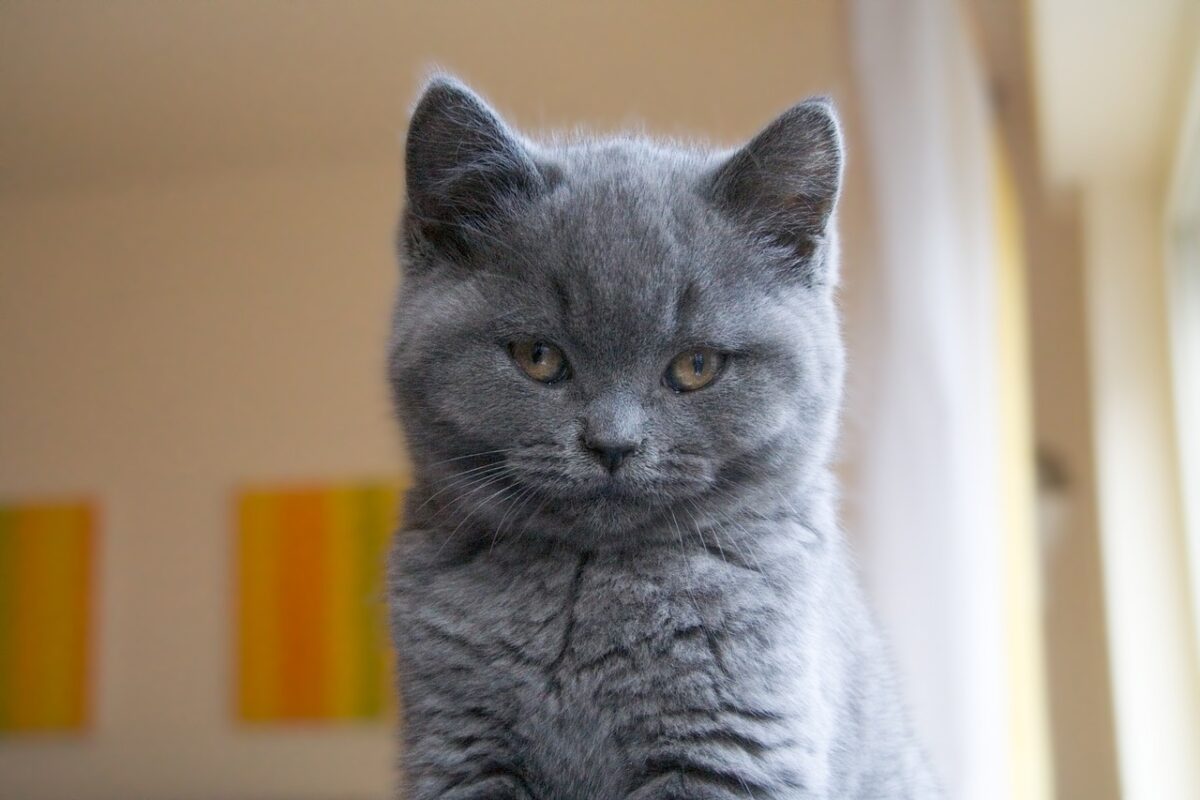 Chat gris : Les 7 plus belles races - RacedeChat.com Chat gris : Les 7 plus belles races - RacedeChat.com