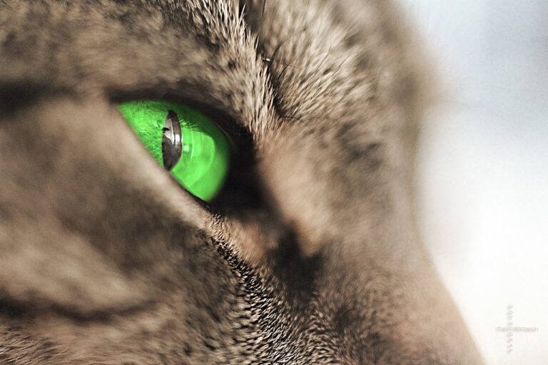 6 races de chats aux yeux verts - RacedeChat.com