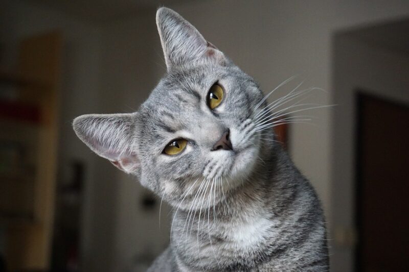 Comprendre son chat grâce à la position de ses oreilles - RacedeChat.com