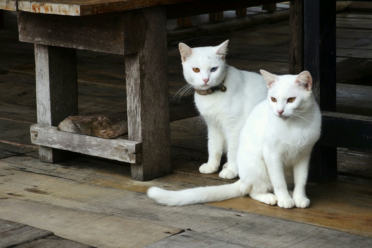 Khao manee - Origine, caractère, santé et conseils - RacedeChat.com