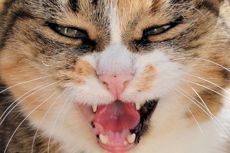 Voici les 5 races de chat qui sont les plus agressives - RacedeChat.com