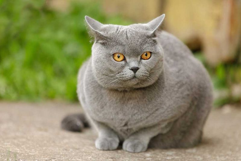 Les races de chats qui sont les plus posées et tranquilles - RacedeChat.com